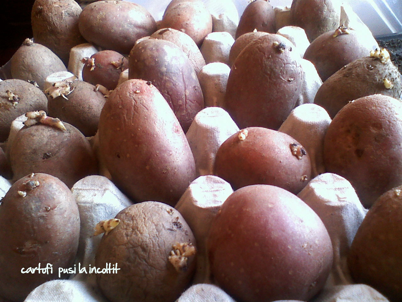 Preincoltirea si incoltirea cartofului - Magazinul De Acasa