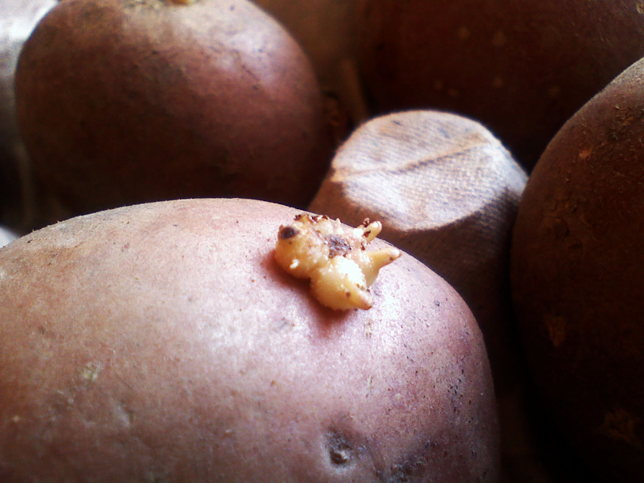 Preincoltirea si incoltirea cartofului - Magazinul De Acasa