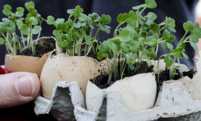 GRADINA Archives - Magazinul De Acasa